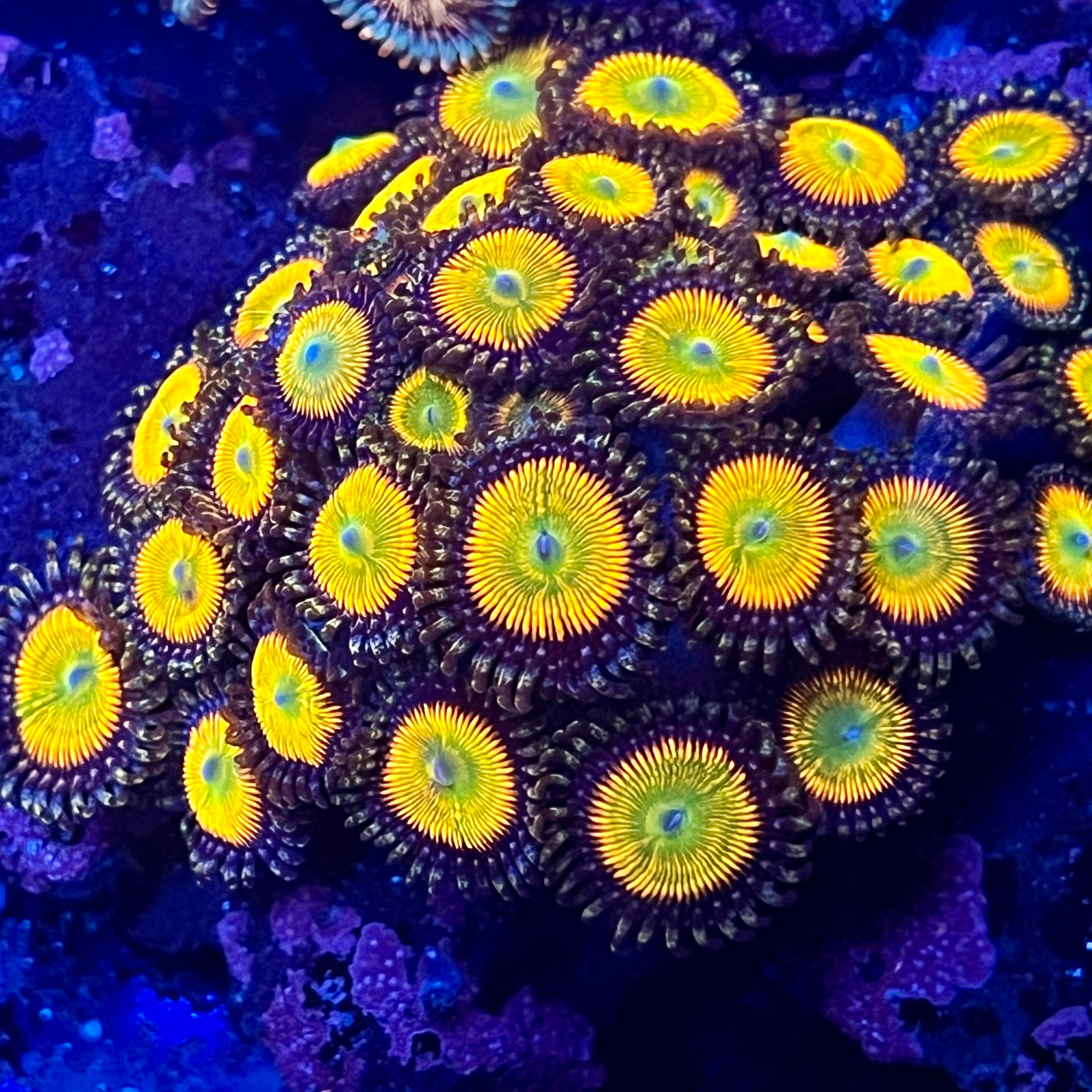 À propos – OCEANLAB AQUARIUM INC
